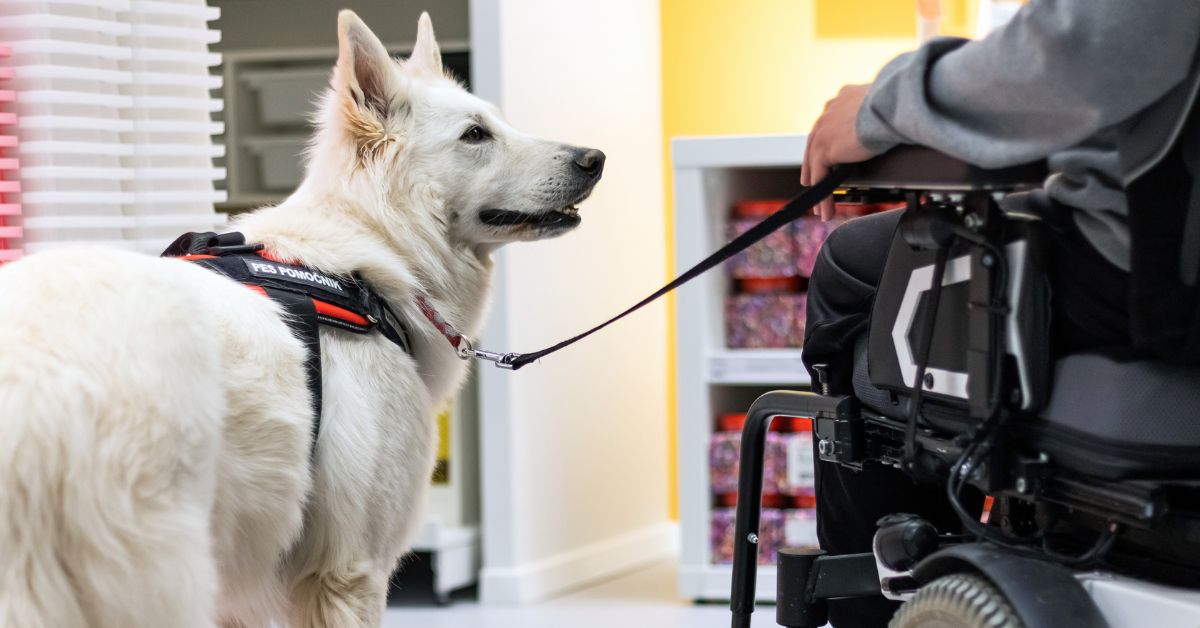 Emotional Support Animals